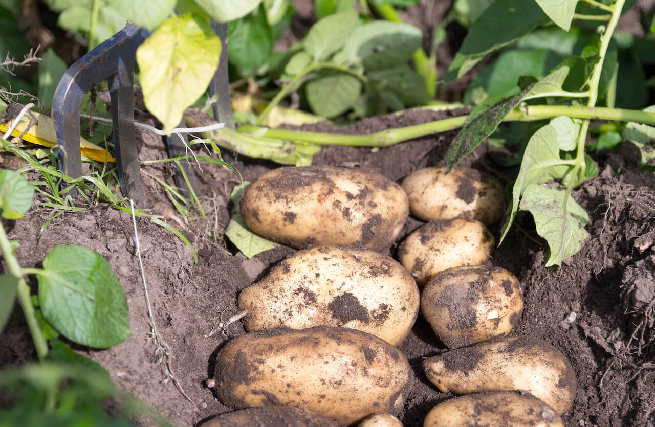 Achieving a Successful Potato Yield on a Small Scale