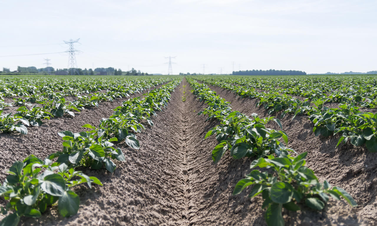 Sustainability in Dutch Potato Farming