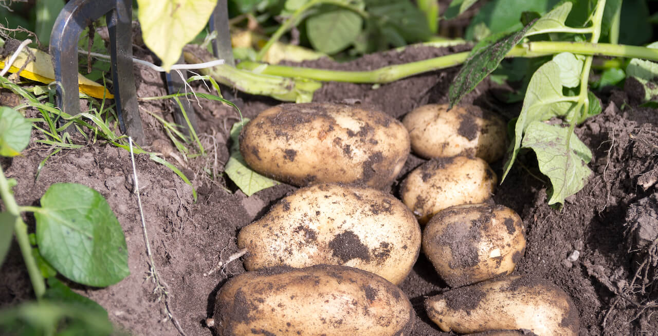 Potato Breeding for Disease Resistance: Innovations & Impact