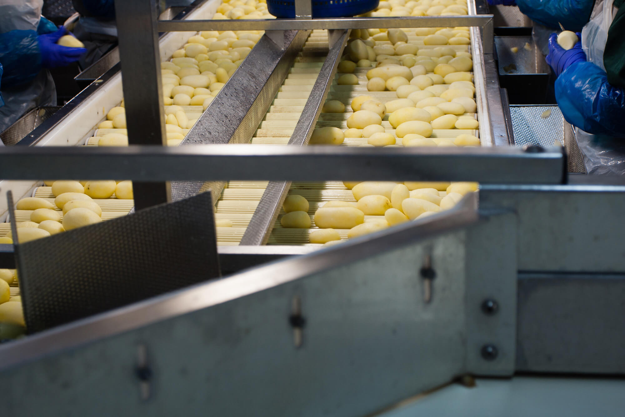 Potato Market Trends 2025: Global Trade, Prices & Opportunities