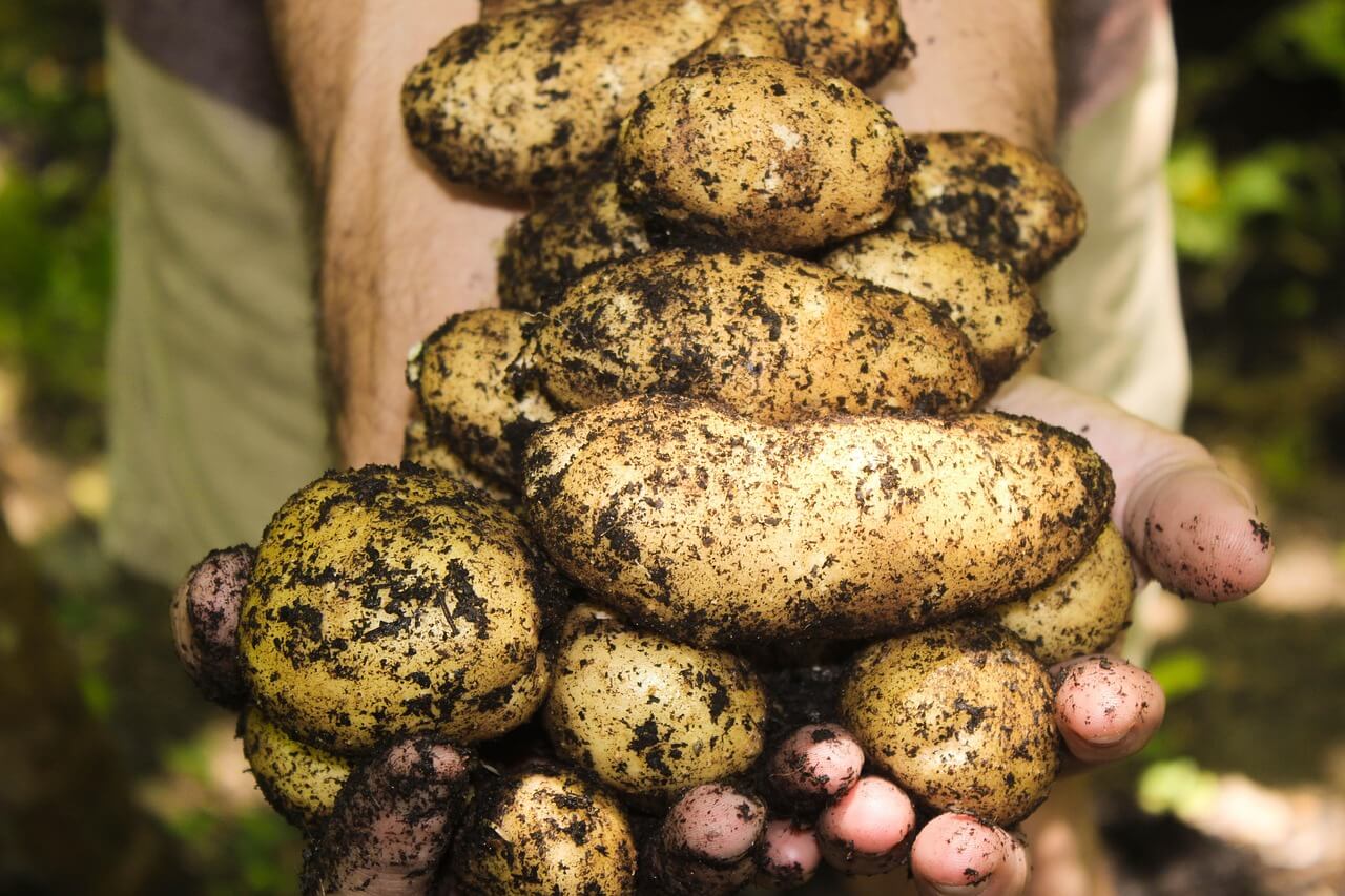 Potatoes and Global Food Security: Feeding a Growing World